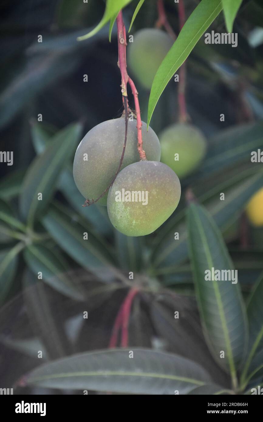 Lush unripened mangos hanging from a tree branch in the tropics Stock ...