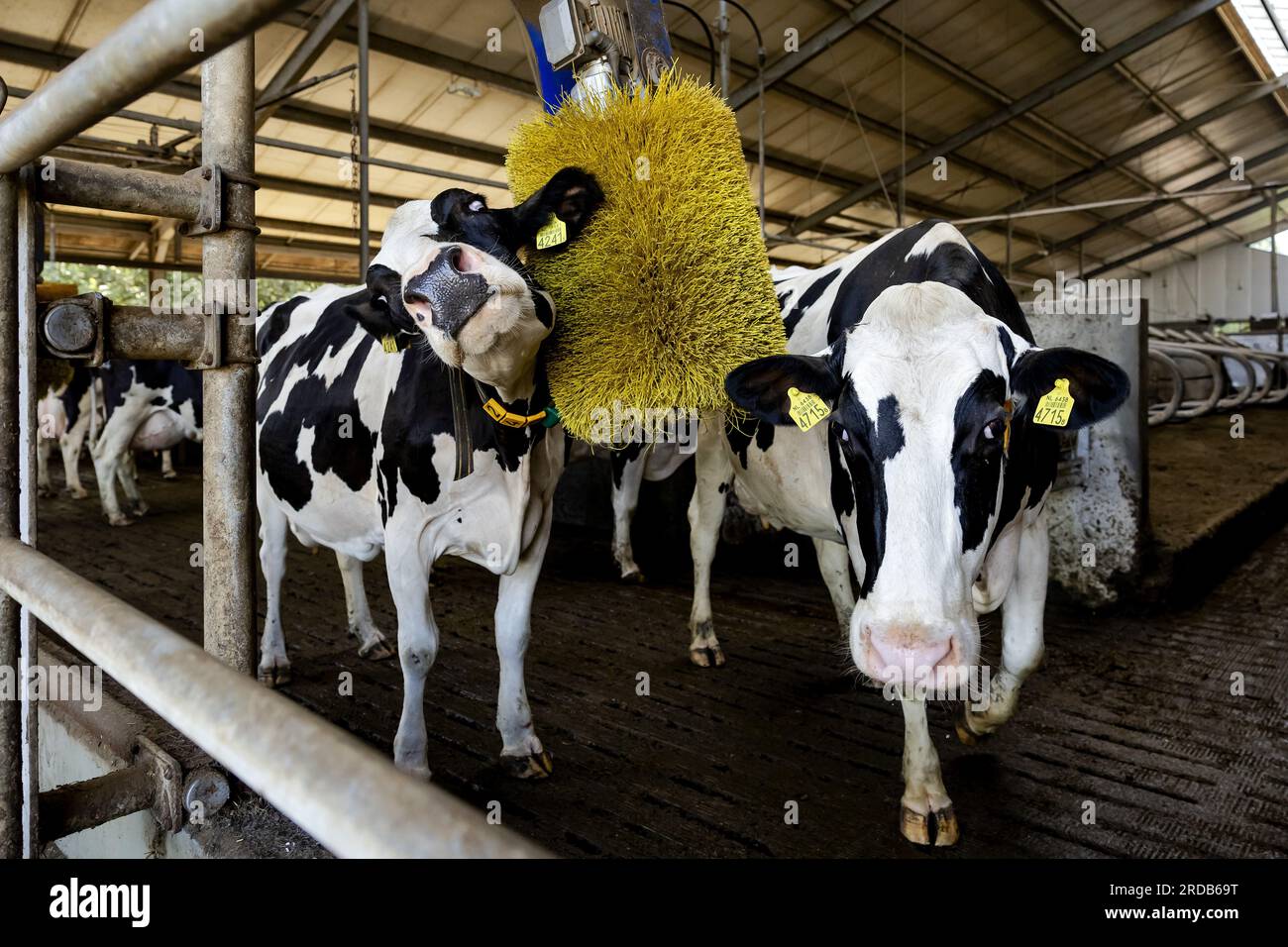 Groep dieren hi-res stock photography and images - Alamy