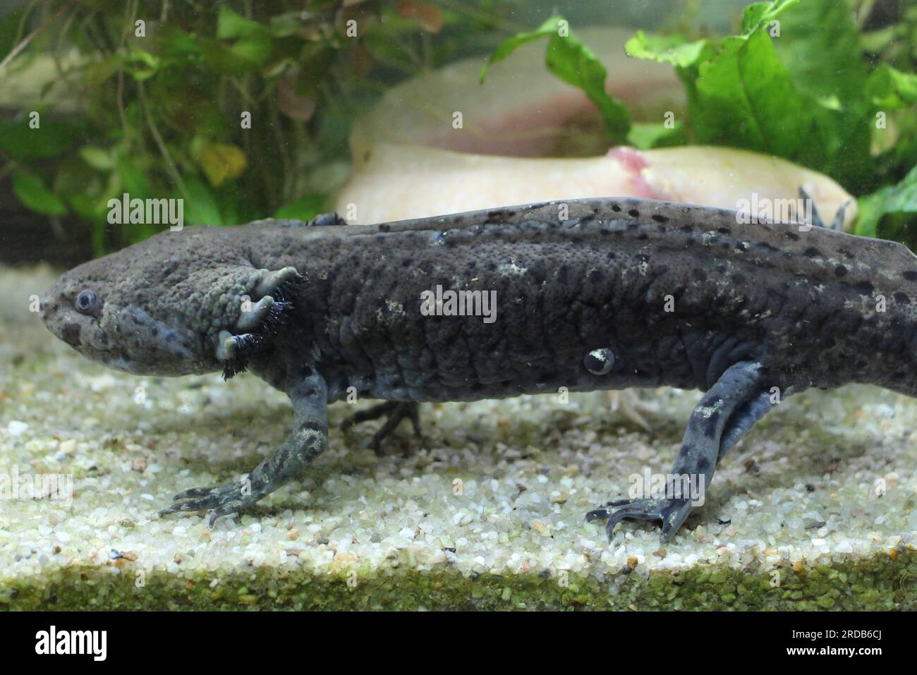 Axolotl Schwanzlurch Ambystoma mexicanum Stock Photo - Alamy
