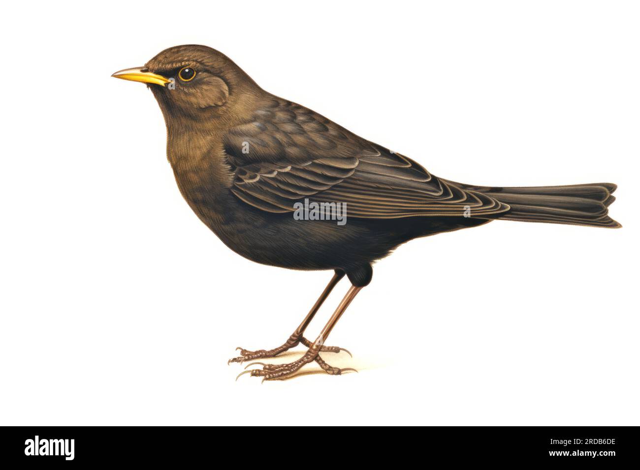 Female blackbird Cut Out Stock Images & Pictures - Alamy