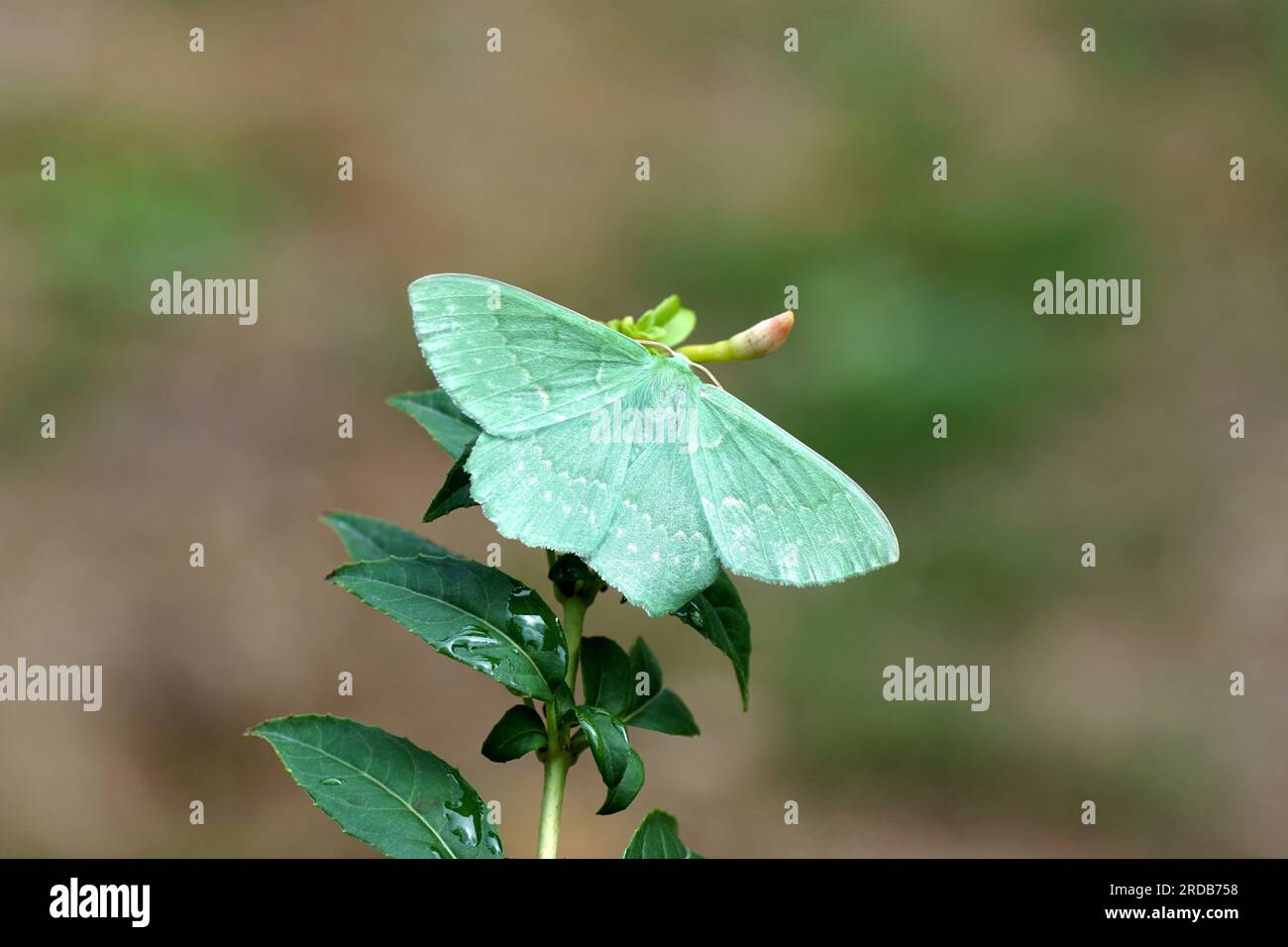 Large Emerald (Geometra papilionaria). Subfamily Geometrinae. Family ...