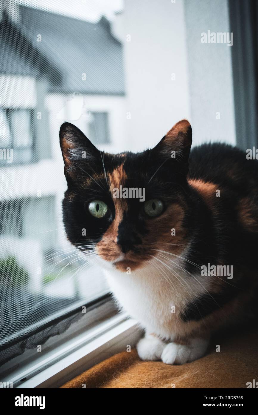 Animal by window hi-res stock photography and images - Alamy