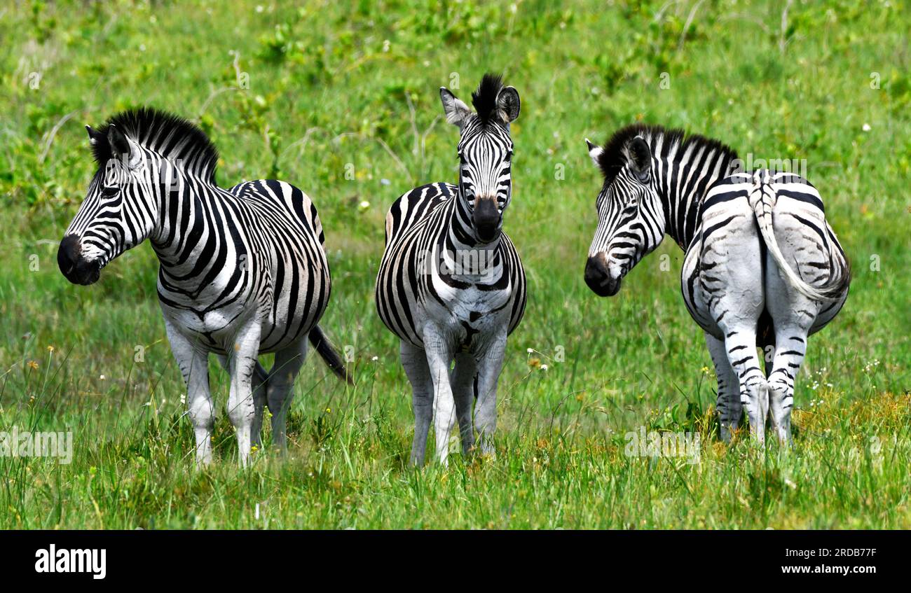 three 3 zebras standing in a field Stock Photo - Alamy
