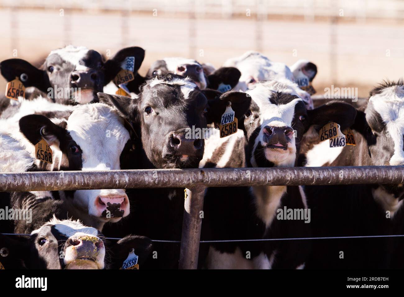 Cattle in outdoor feedlot Stock Photo - Alamy