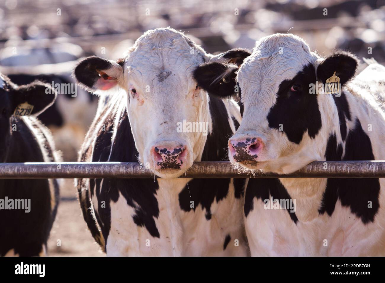 Cattle in outdoor feedlot Stock Photo - Alamy