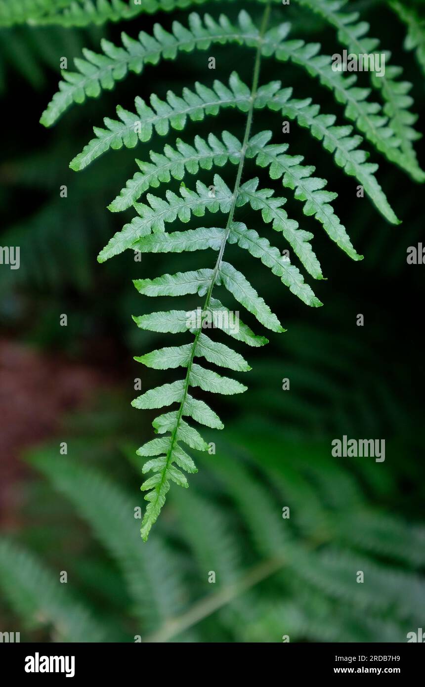 common fern on black background Stock Photo - Alamy