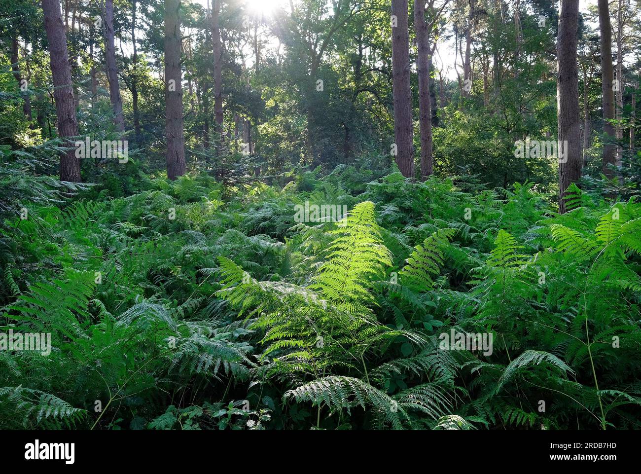 common ferns in woodland scene, holt country park, north norfolk ...