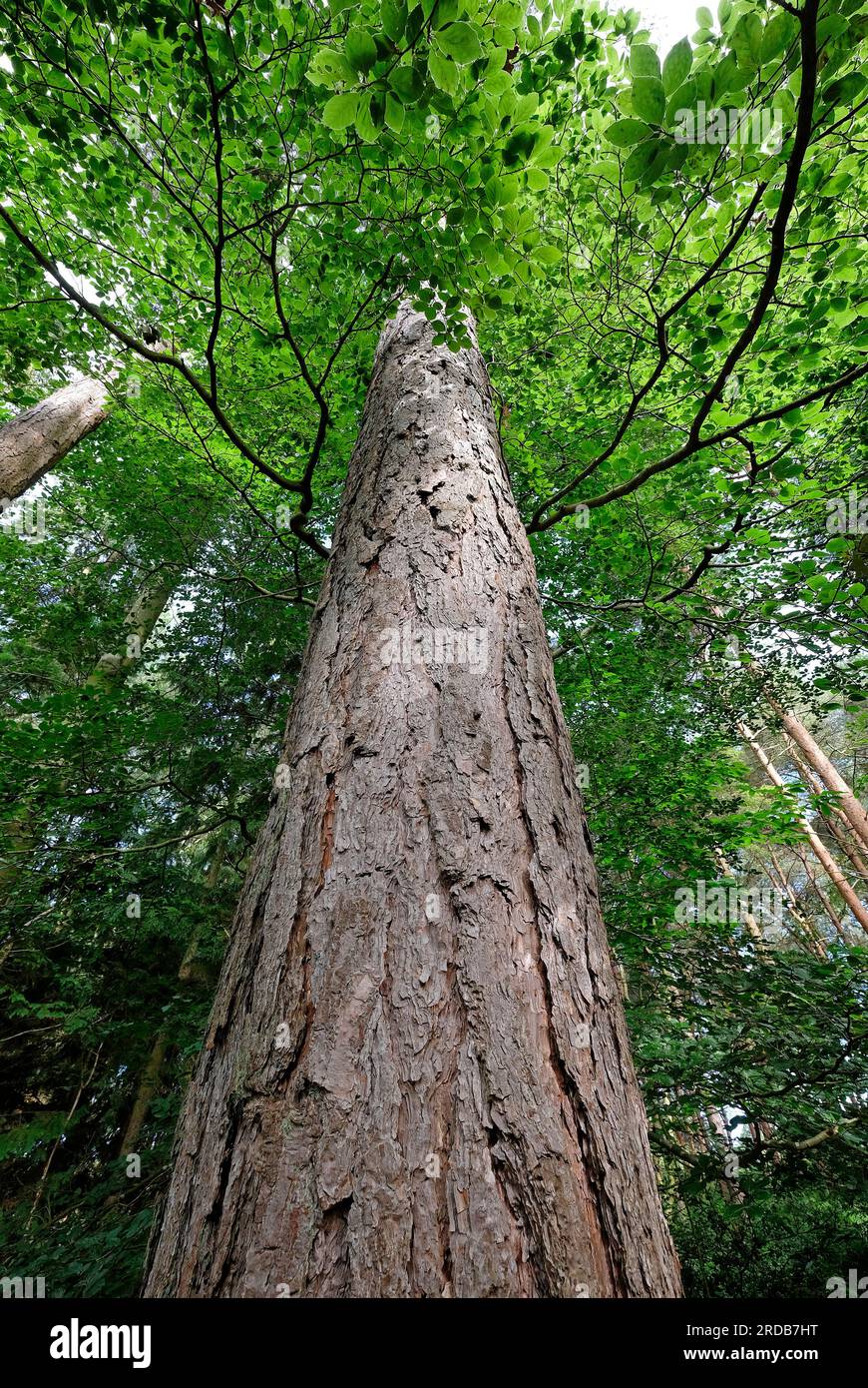 tall pine tree trunk bark in woodland setting, norfolk, england Stock ...