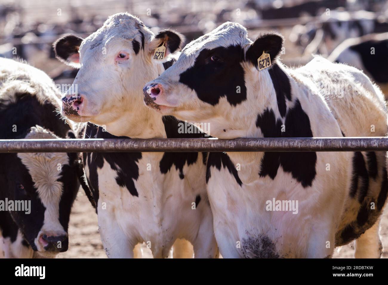 Cattle in outdoor feedlot Stock Photo - Alamy