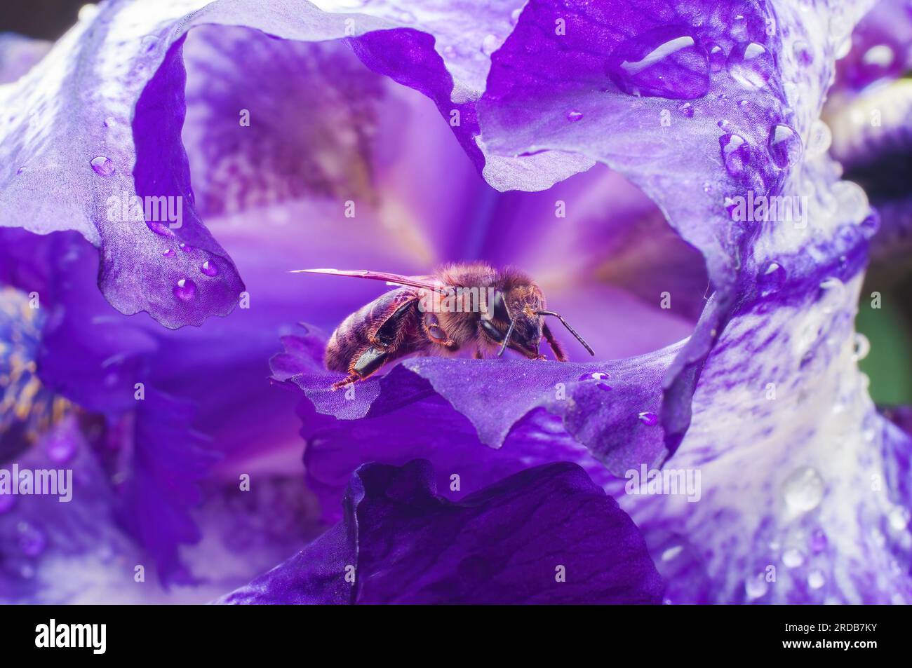 Wet Bee hiding in cave of purple iris petals, drops on petals, soft ...