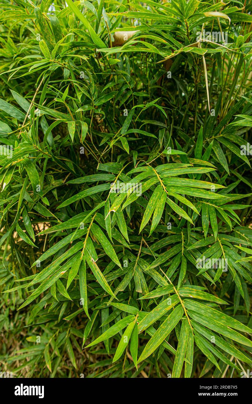 Green leaves of bamboo in the garden. Nature background Stock Photo - Alamy