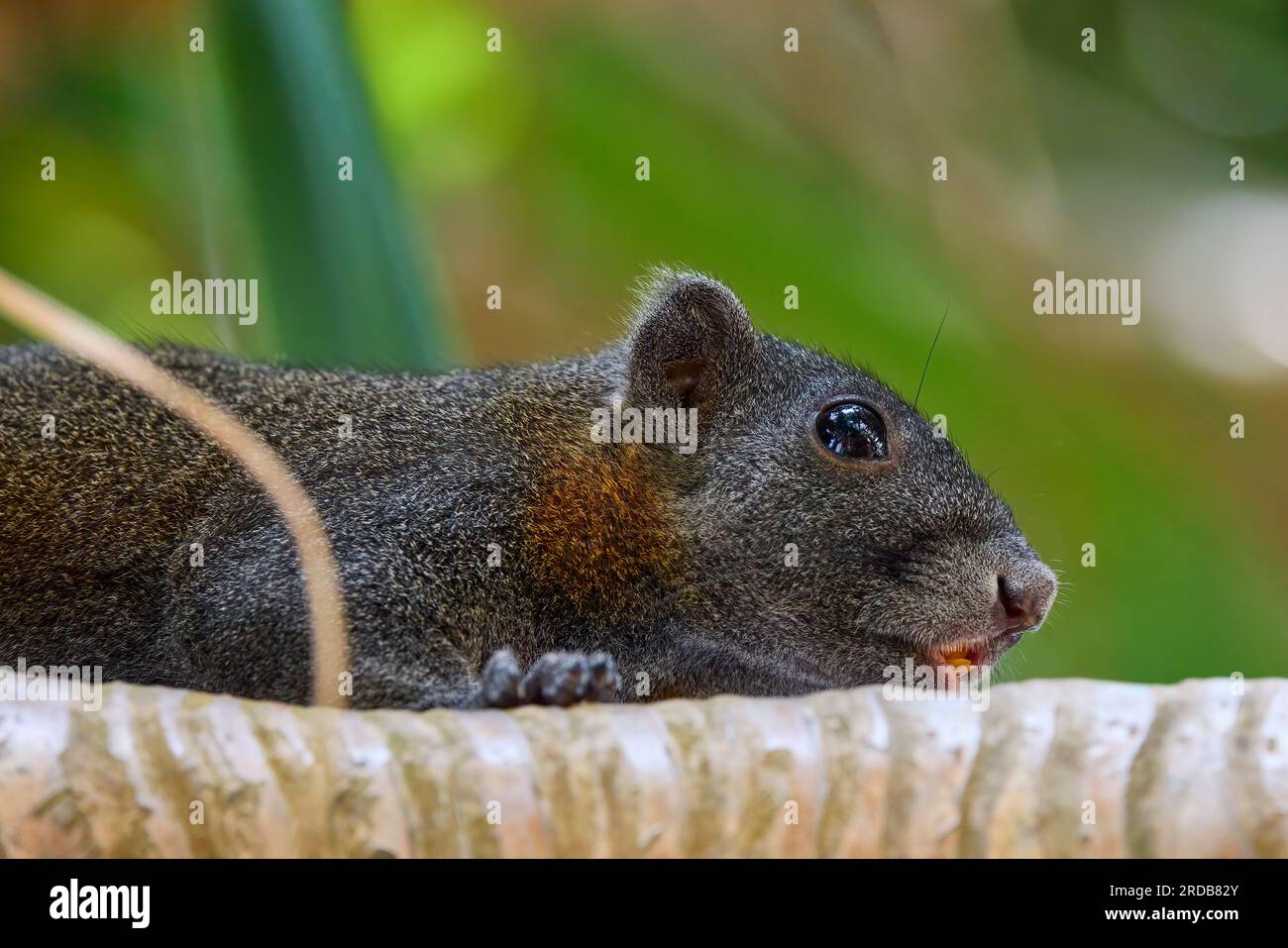 Squirrel Palm Tree