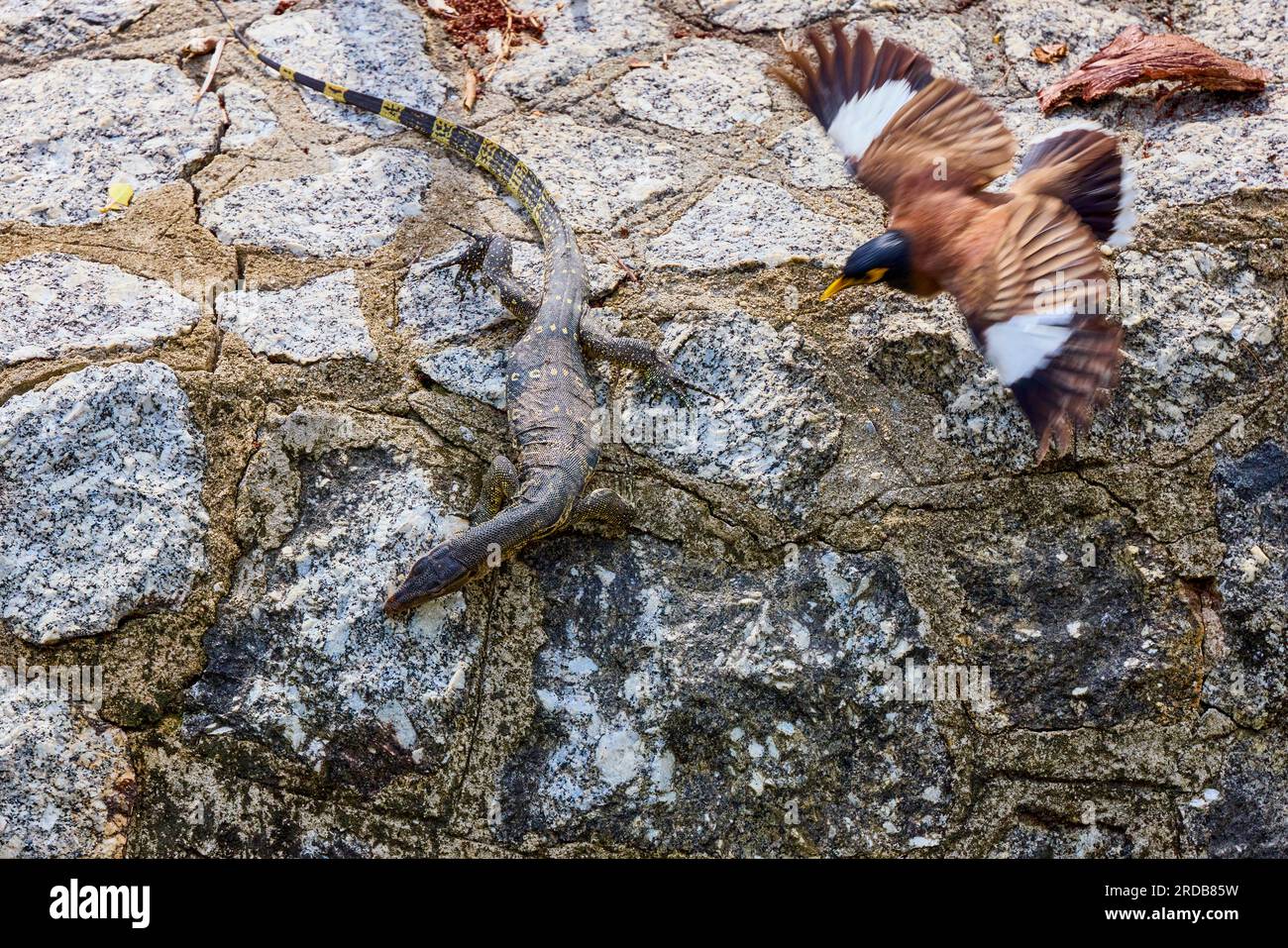 Little Cub of Monitor Lizard on the stone near a waterfall Stock Photo ...