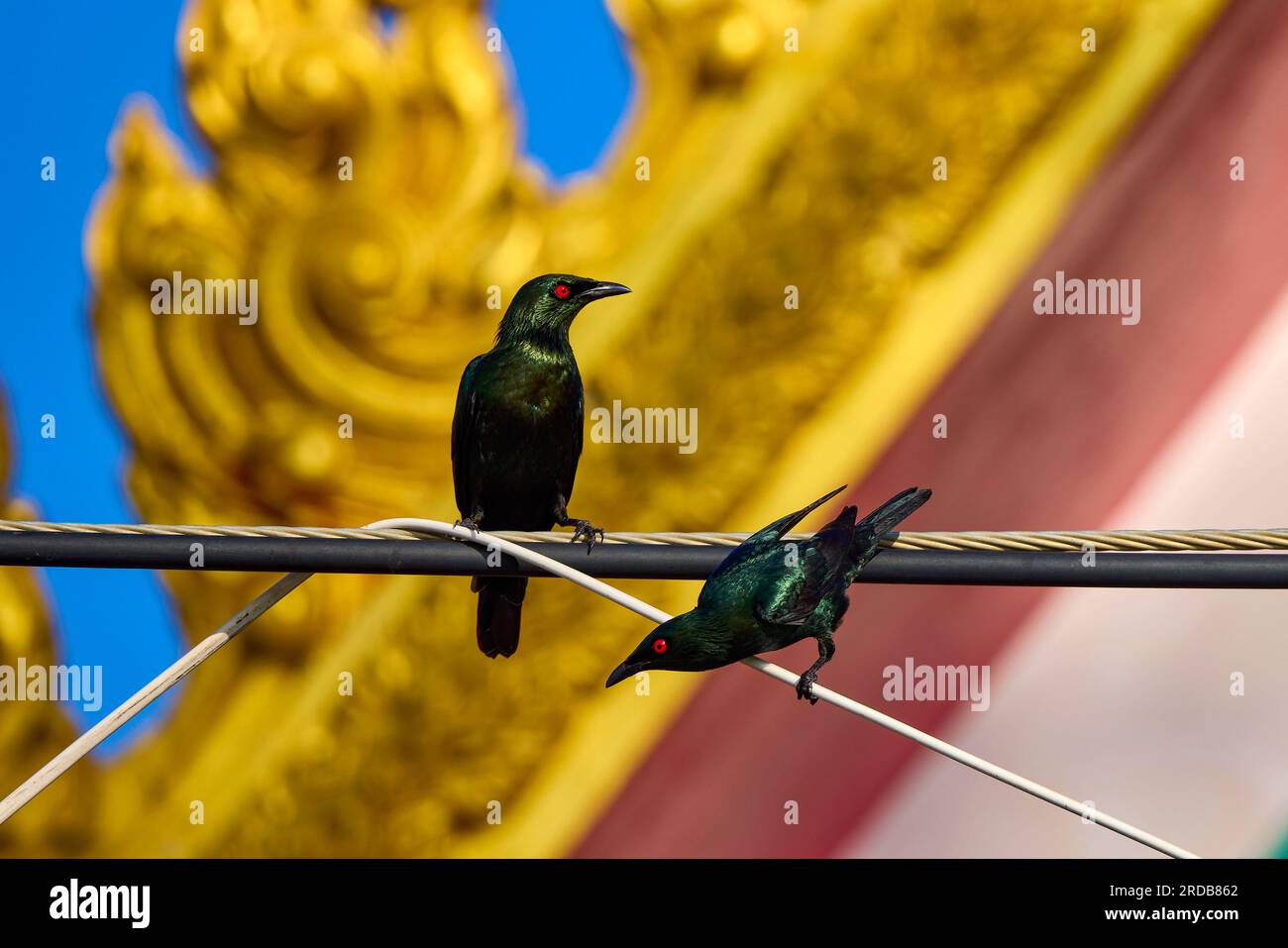 Asian Glossy Starling - Black bird with red eyes - resting on power ...