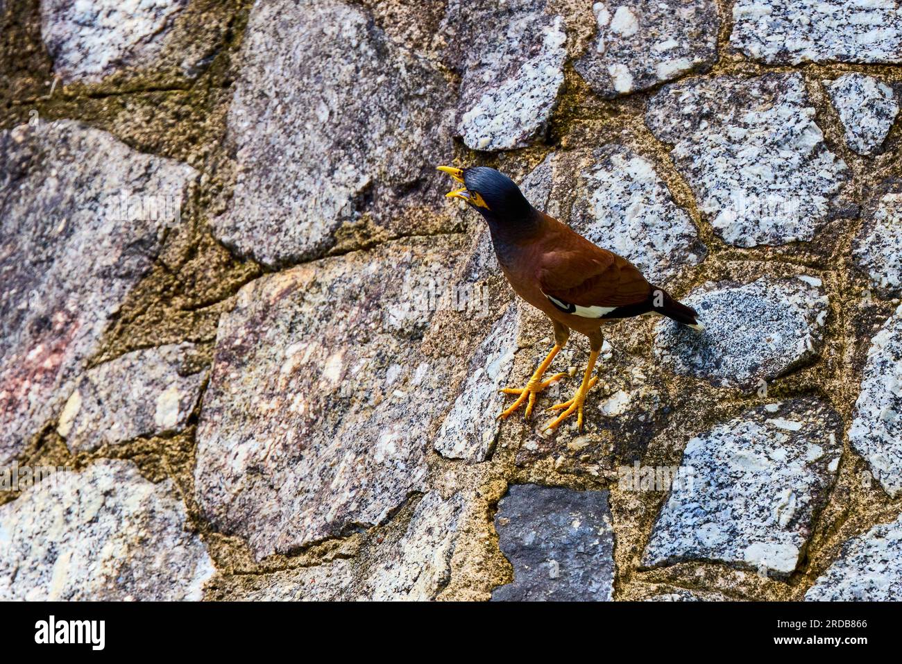 common myna, near a water I stand alert Stock Photo - Alamy