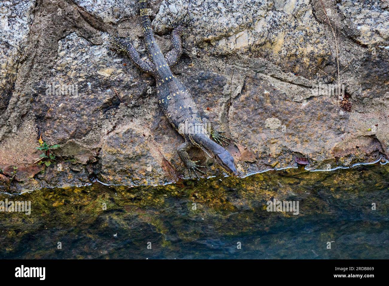 Little Cub of Monitor Lizard on the stone near a waterfall Stock Photo ...