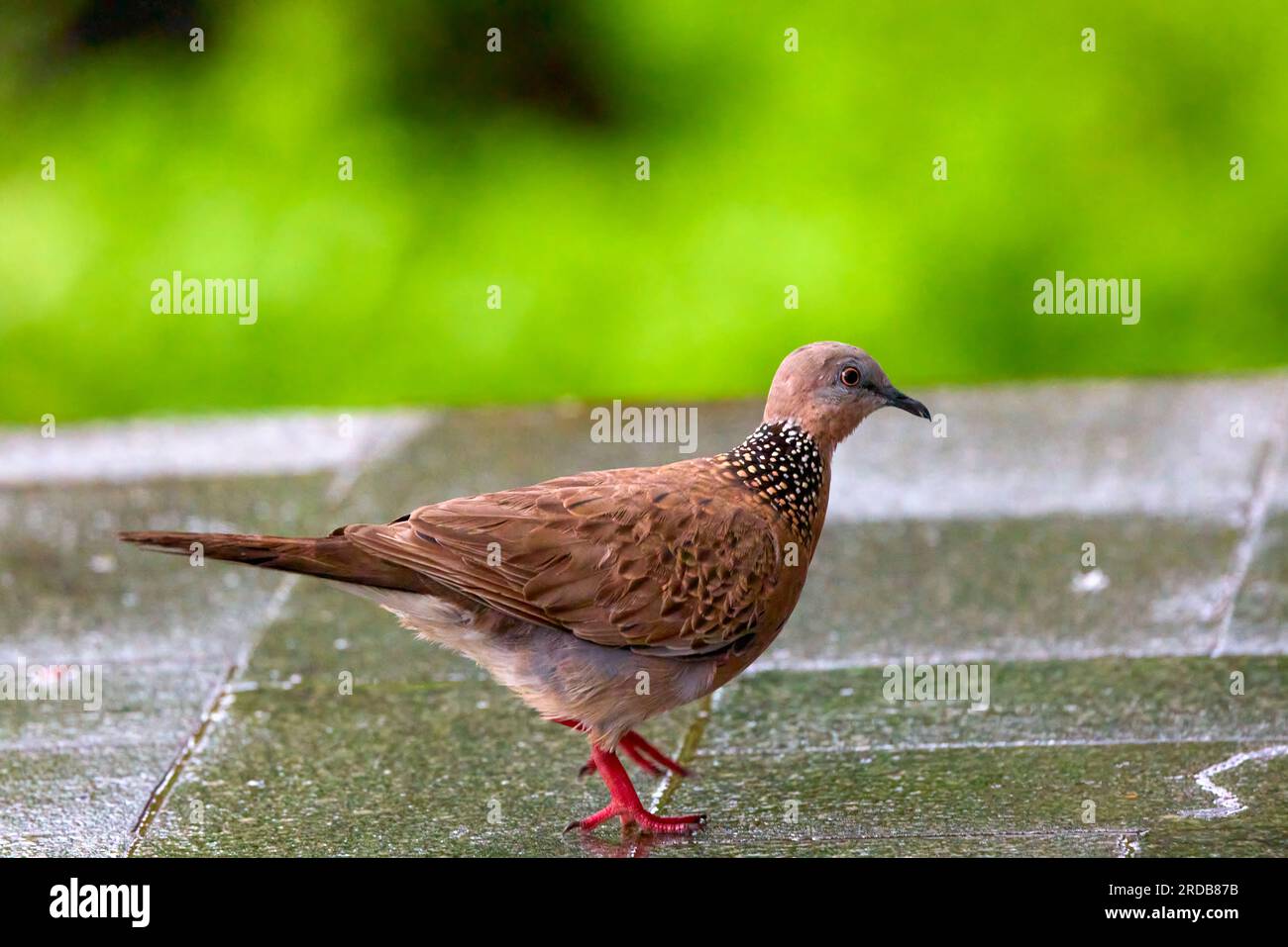 Image of bird resting on a rock. Spilopelia chinensis is known as ...