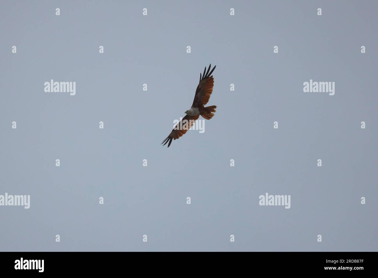 wild eagle flying in the sky Stock Photo - Alamy