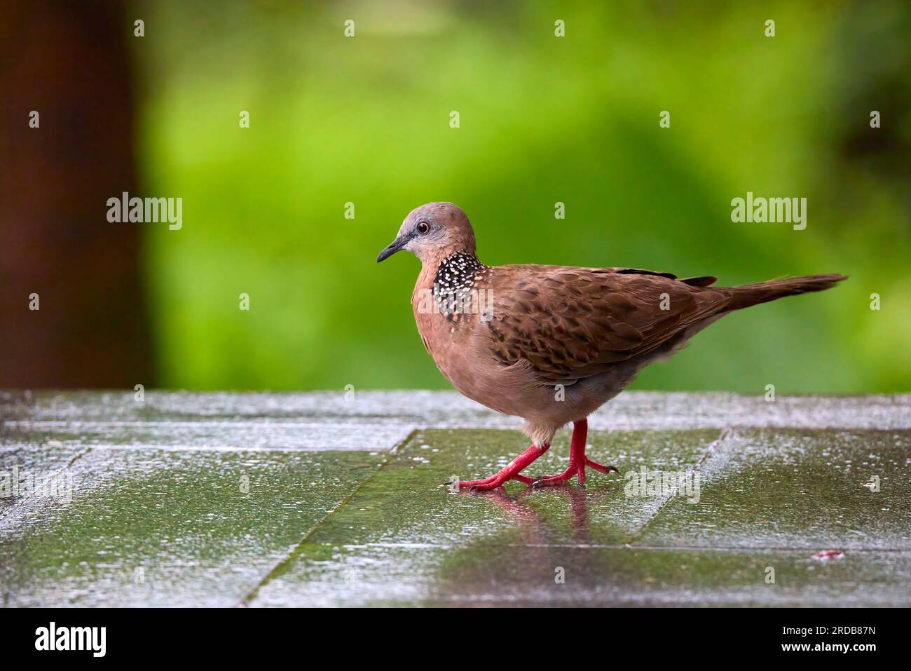 Image of bird resting on a rock. Spilopelia chinensis is known as ...