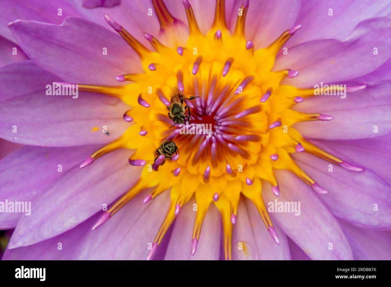 Purple lotus flower with bees on the petals close up, Purple lotus ...