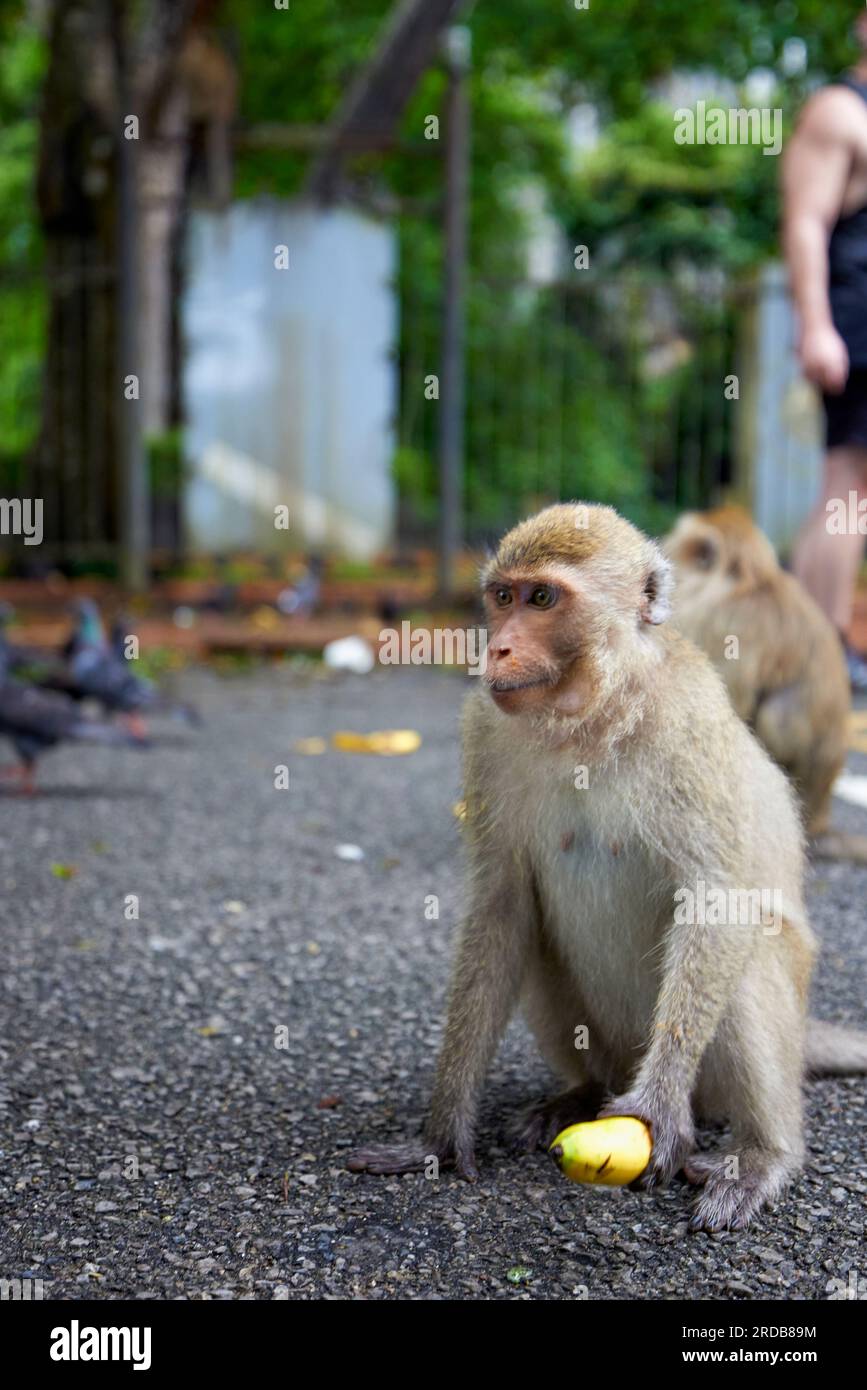 monkey on a street in Thailand where tourists come to give food Stock ...