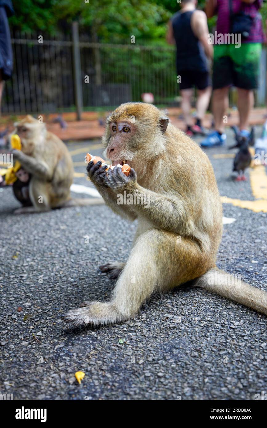monkey on a street in Thailand where tourists come to give food Stock ...