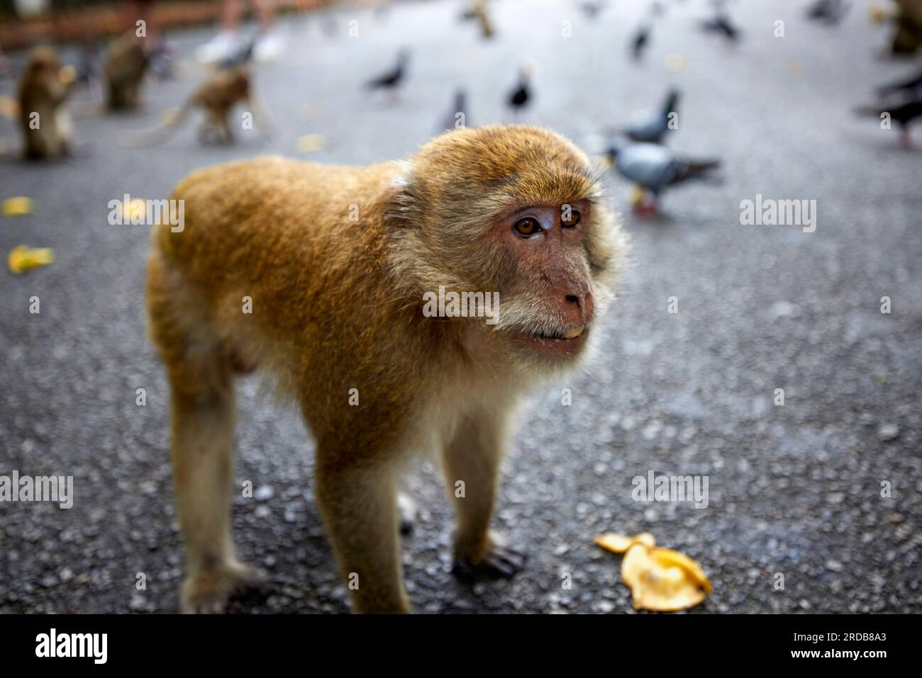 monkey on a street in Thailand where tourists come to give food Stock ...
