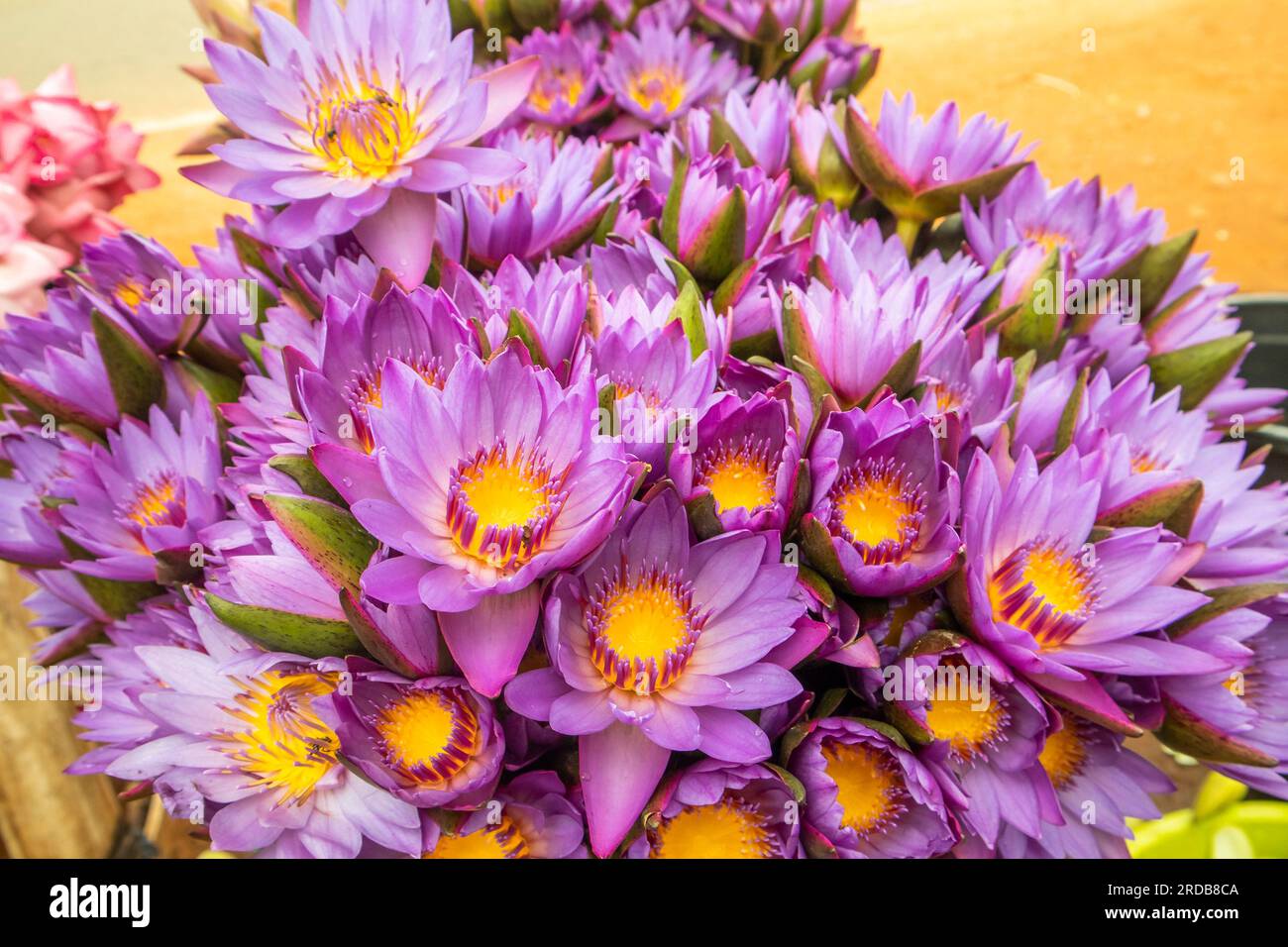 Purple lotus flower in the market. Beautiful lotus flower Selective ...