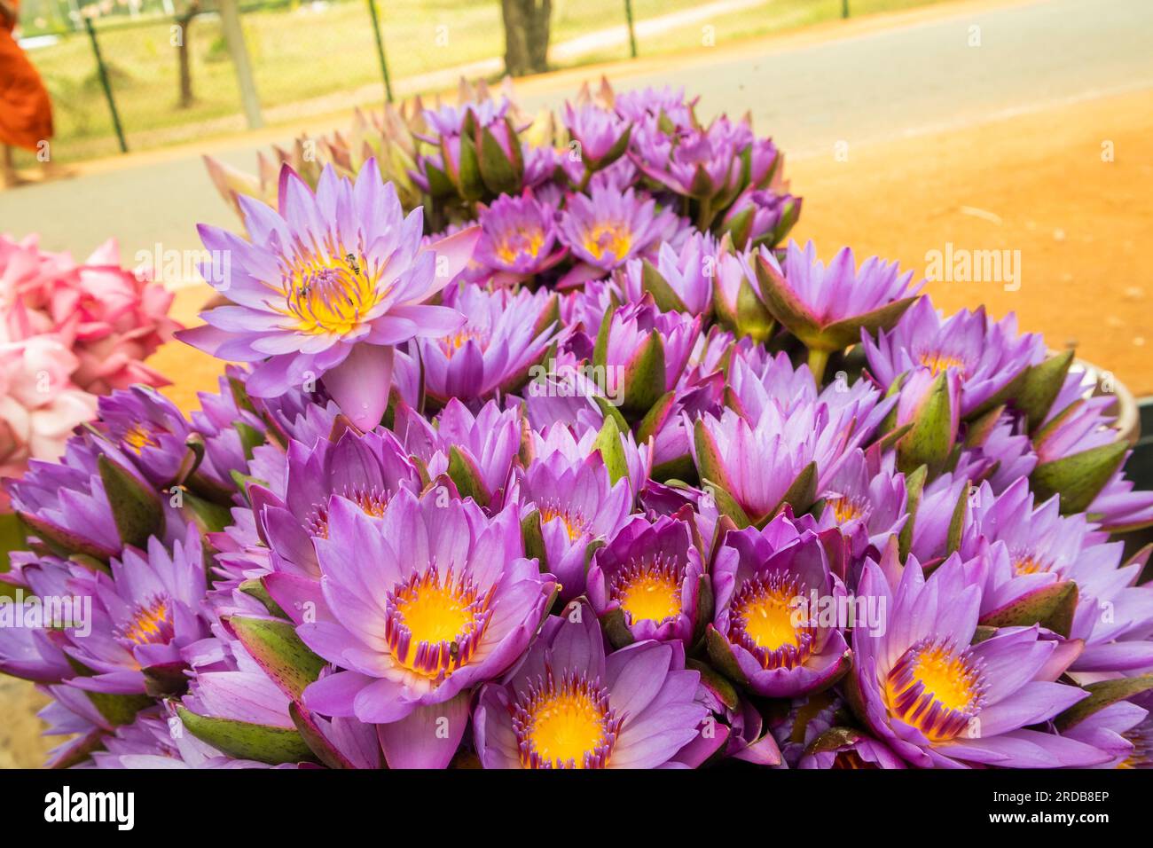 Purple lotus flower in the market. Beautiful lotus flower Selective ...