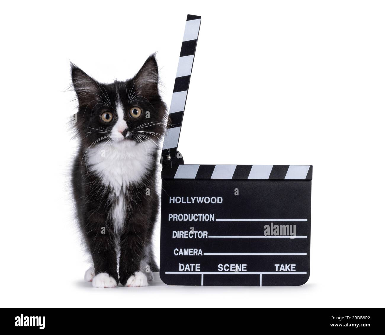 Cute black with white Maine Coon cat kitten, standing up facing front ...