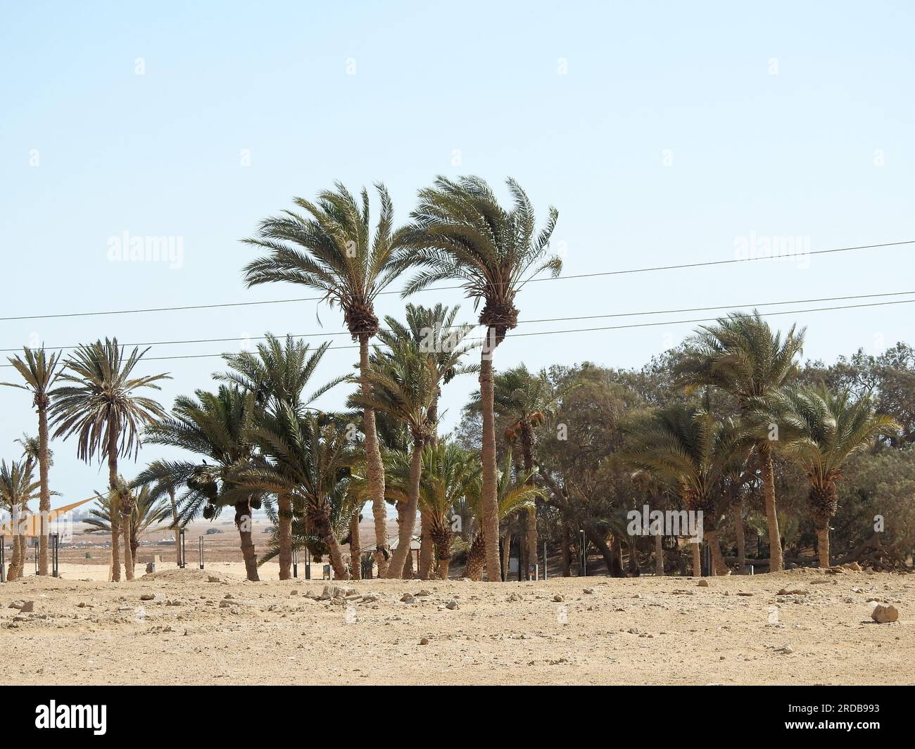 Prophet Moses Springs, Water wells and palms in Sinai Peninsula, Ras ...