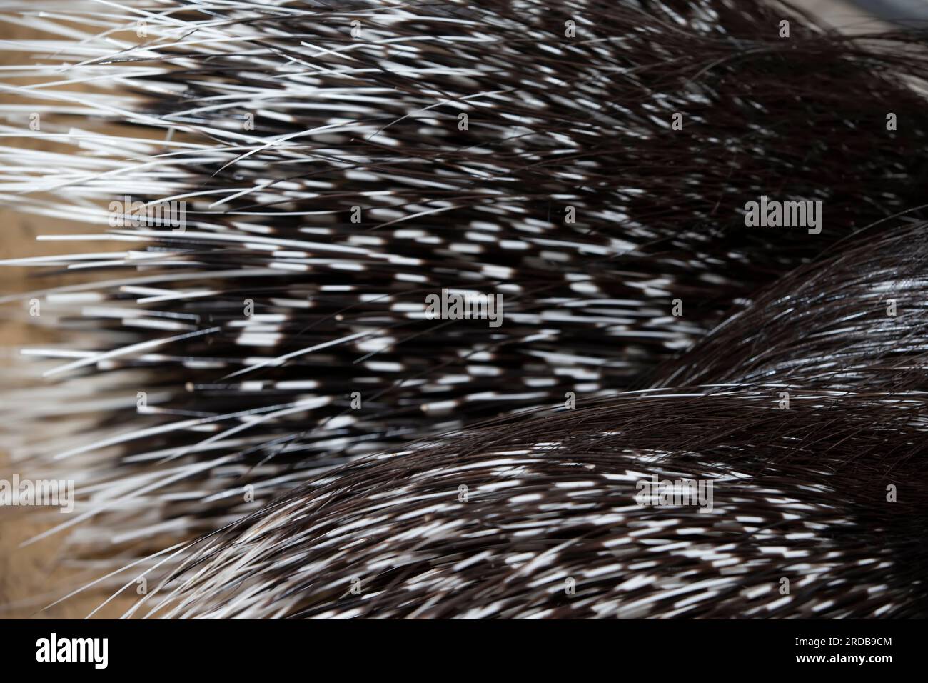 Texture from the quill tail of a porcupine Stock Photo - Alamy