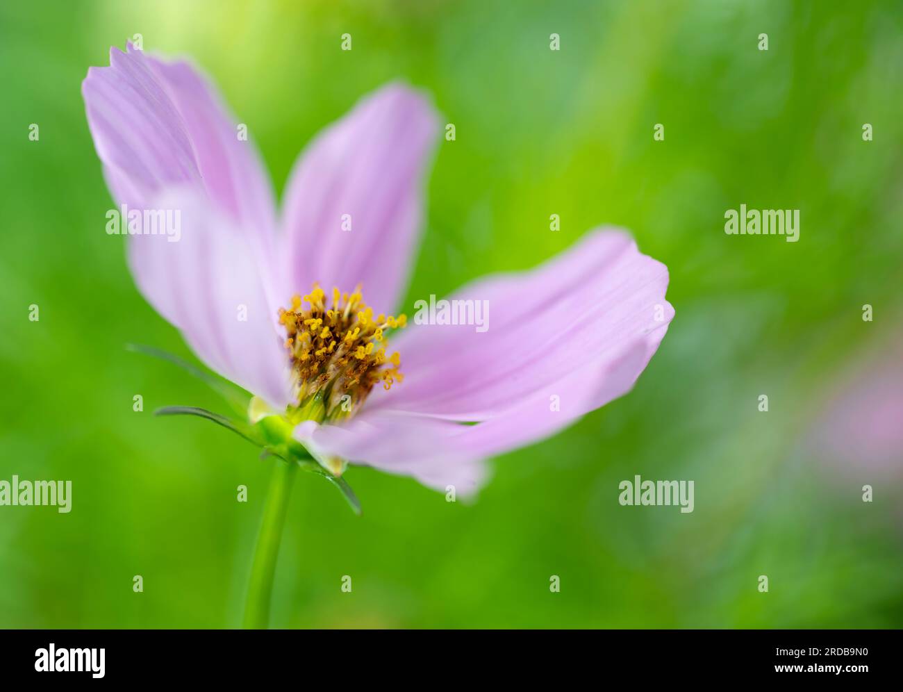 Soft effect hi-res stock photography and images - Alamy