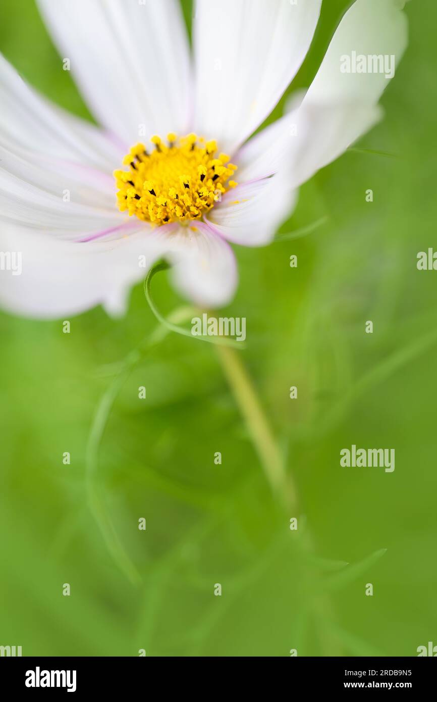 A beautiful white Cosmos flower, photographed with a very shallow depth ...