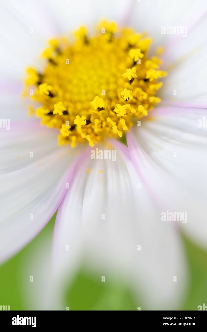 Soft focus beautiful cosmos hi-res stock photography and images - Alamy