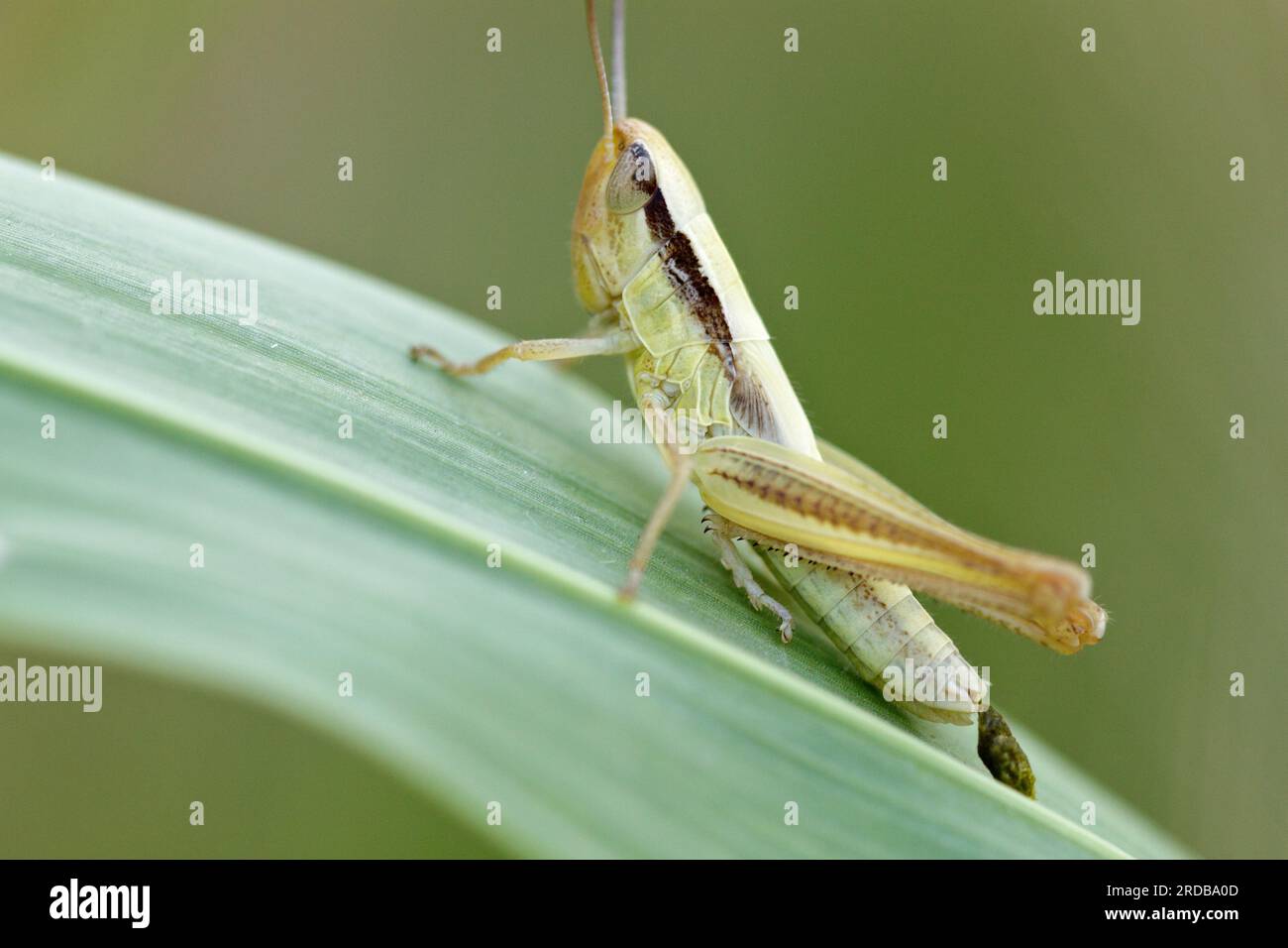 Grasshopper (Chorthippus albomarginatus) resting on a leaf. Grasshopper ...