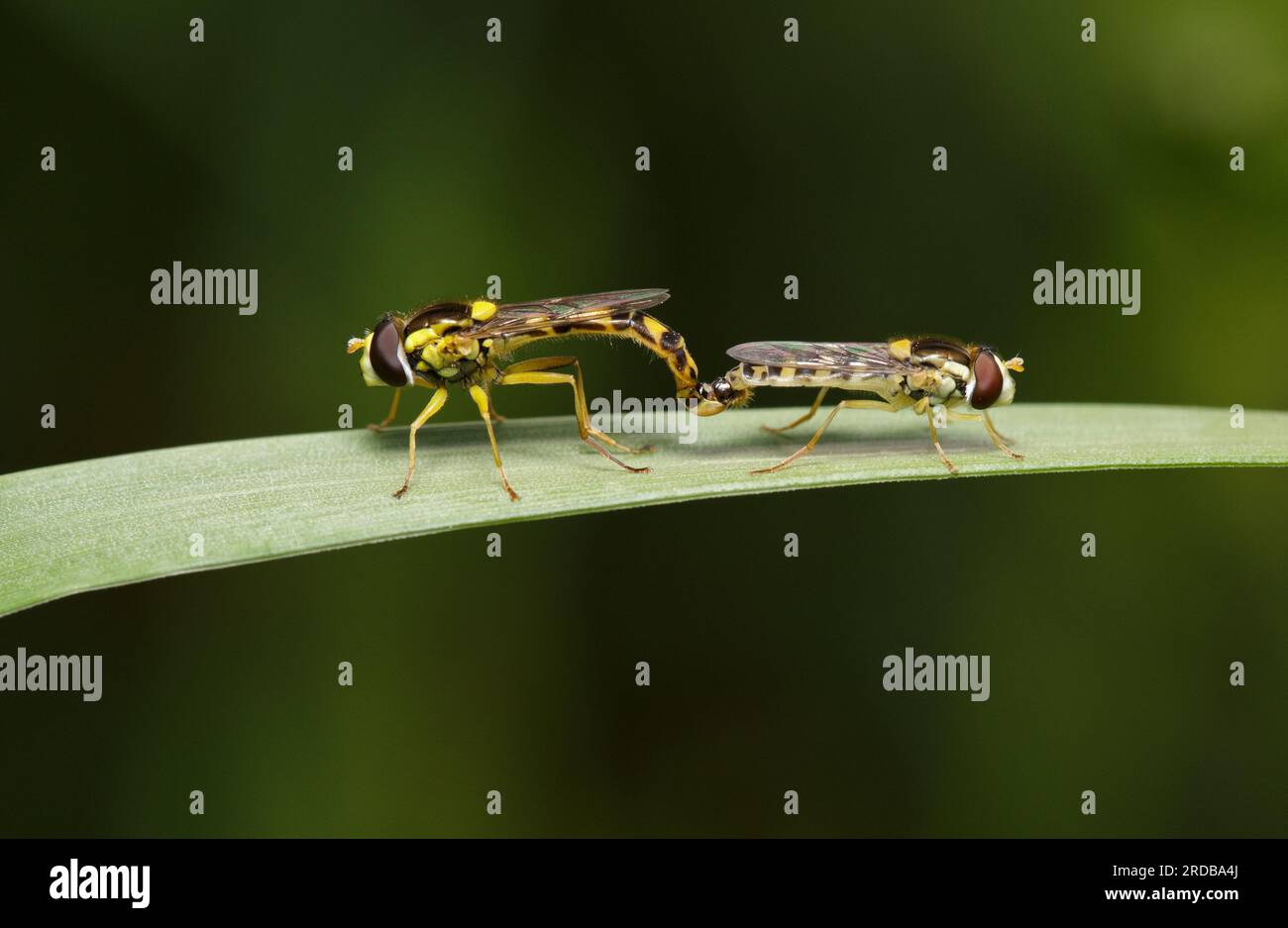 Long Hoverfly Sphaerophoria scripta, mating on plants. Courtship ...