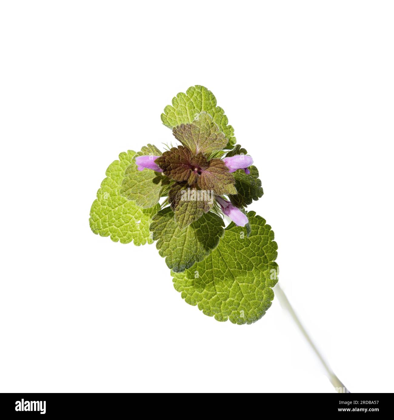 Lamium purpureum, known as red dead nettle,purple dead nettle, or ...
