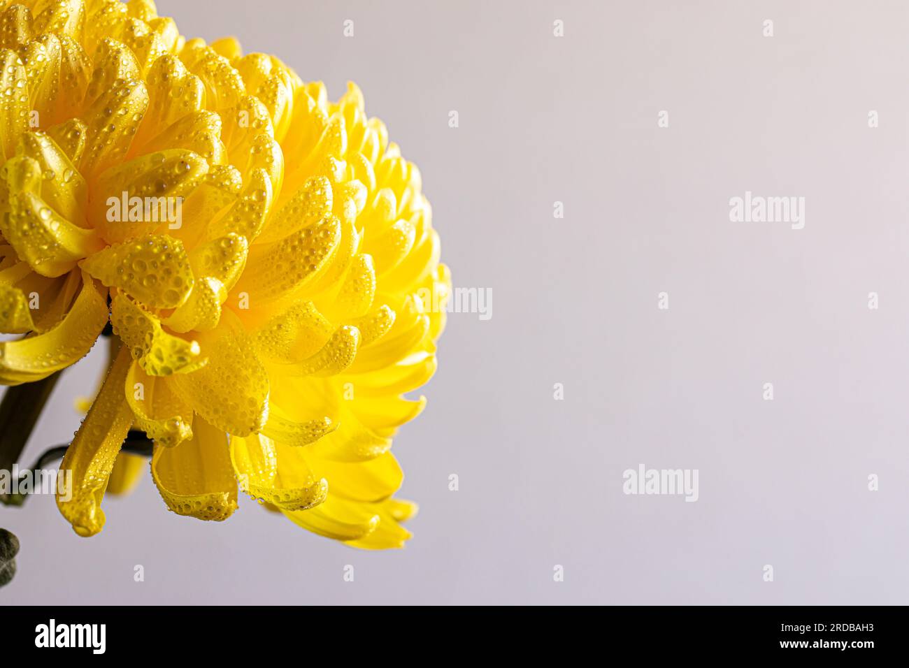 light closeup of yellow Chrysant flower. Large Chrysanthemum flower ...