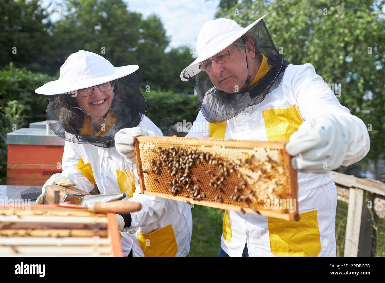 Happy senior beekeeping couple examining honeycomb frame at apiary ...