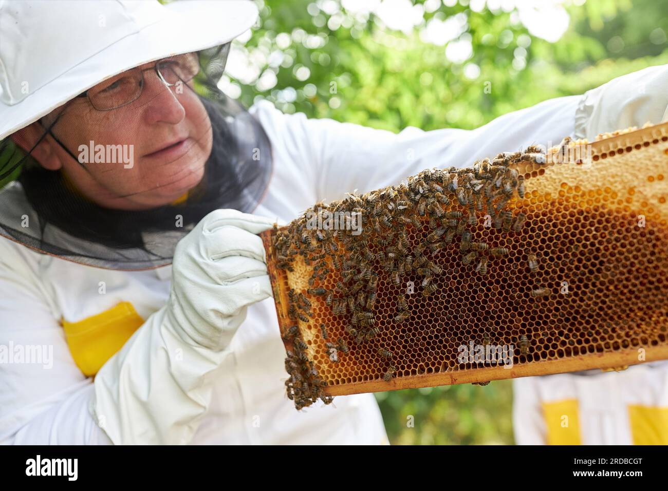 Senior male apiculturist examining beehive at apiary garden Stock Photo ...