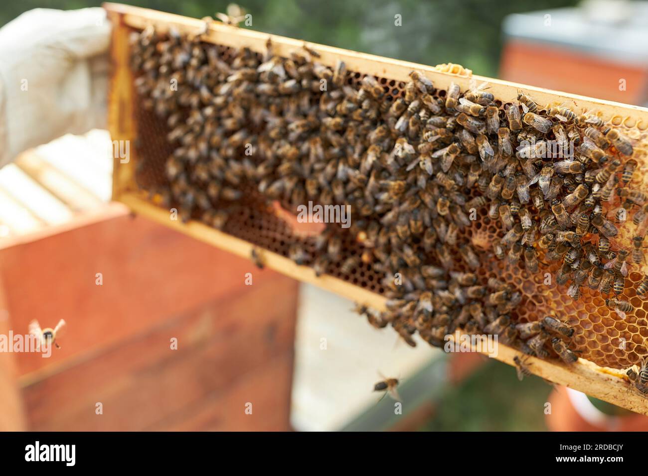 Close-up of honey bees swarming on honeycomb frame at beehive in apiary ...