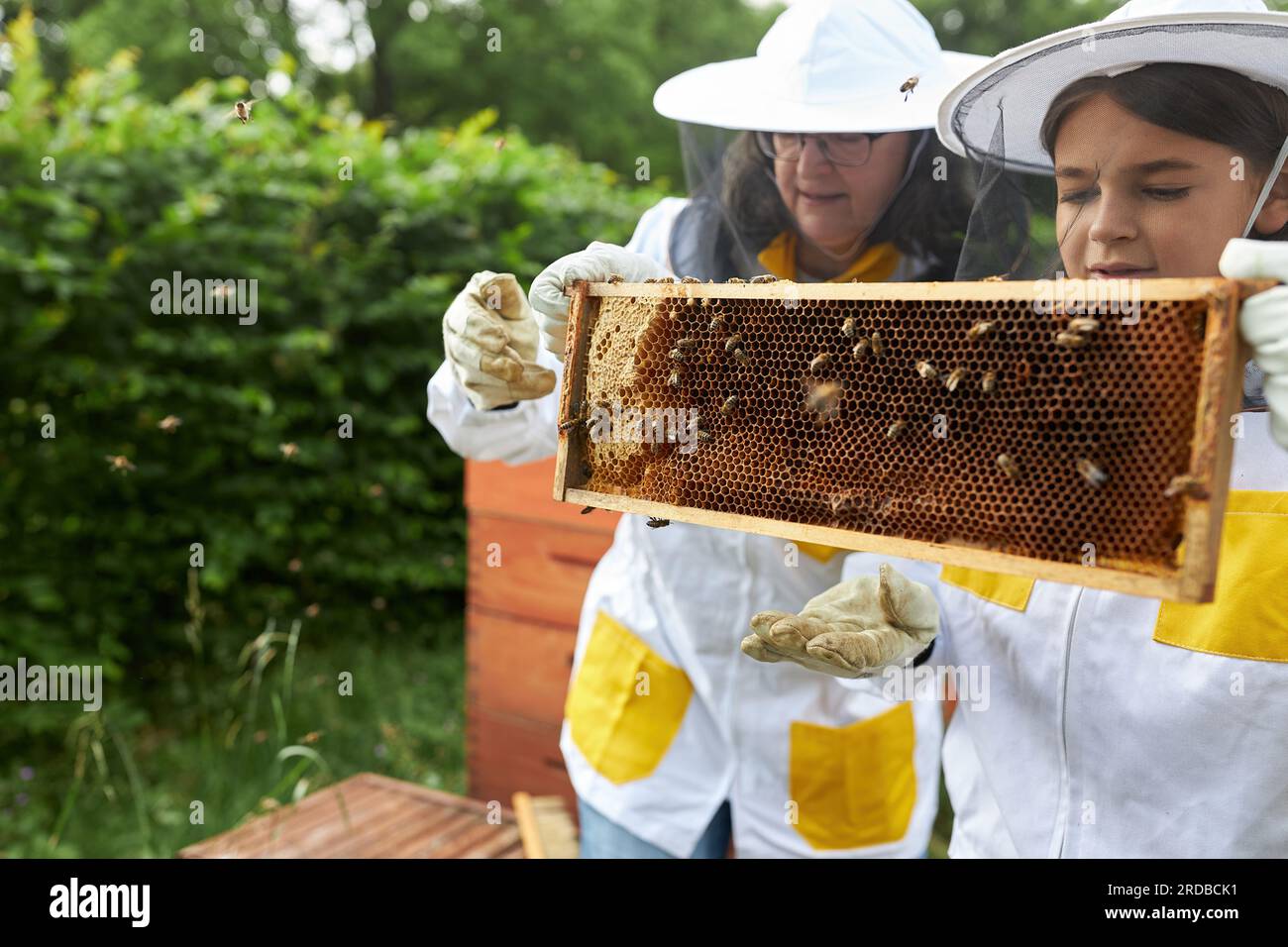 Senior female apiculturist and girl holding beeswax frame at apiary ...
