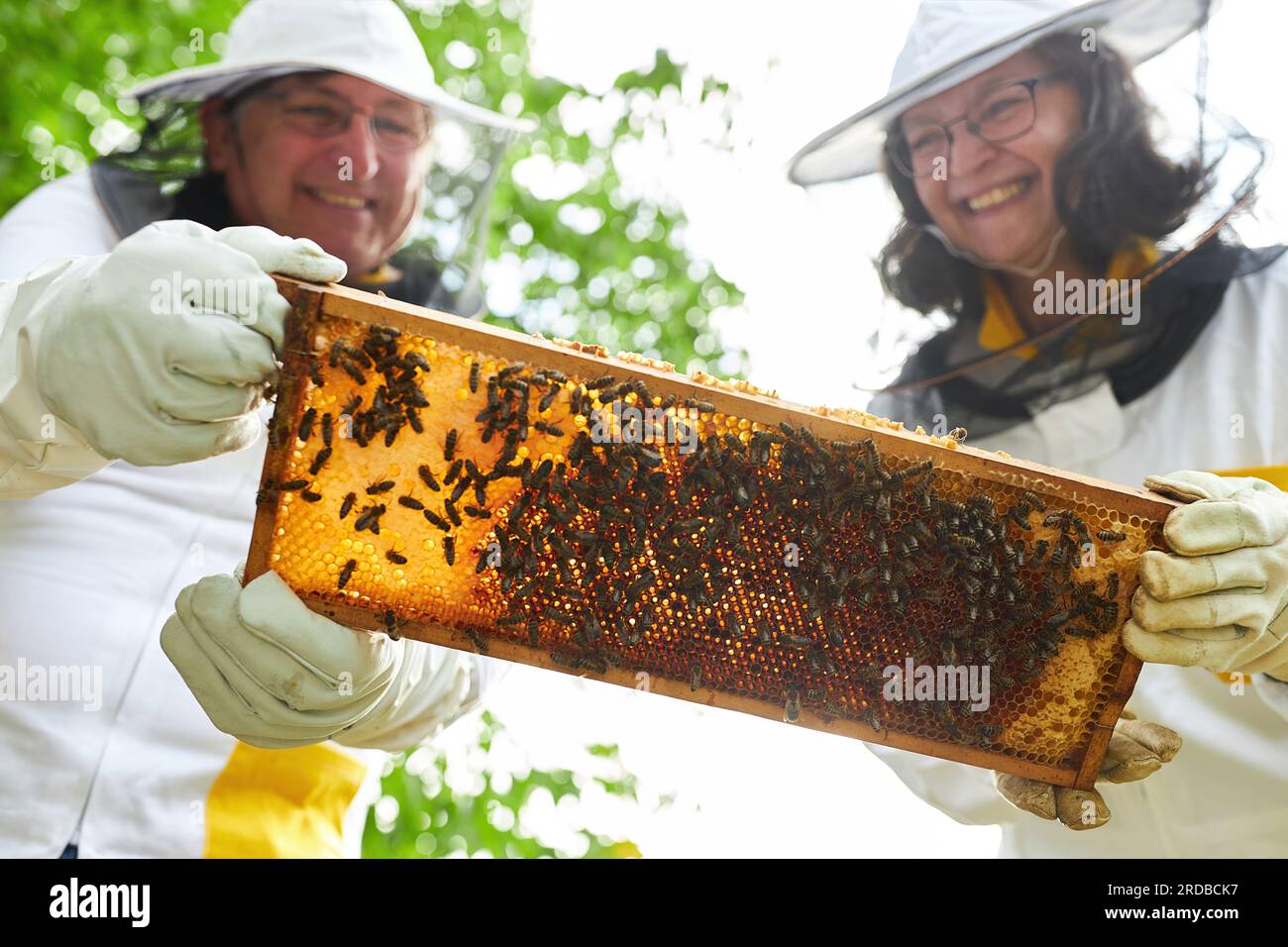 Low angle view of happy senior female and male apiarist analyzing ...