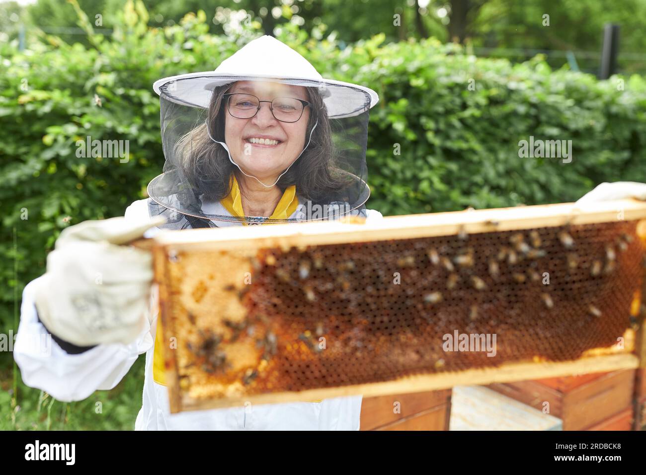 Happy senior female beekeeper examining beehive with honey bees at ...