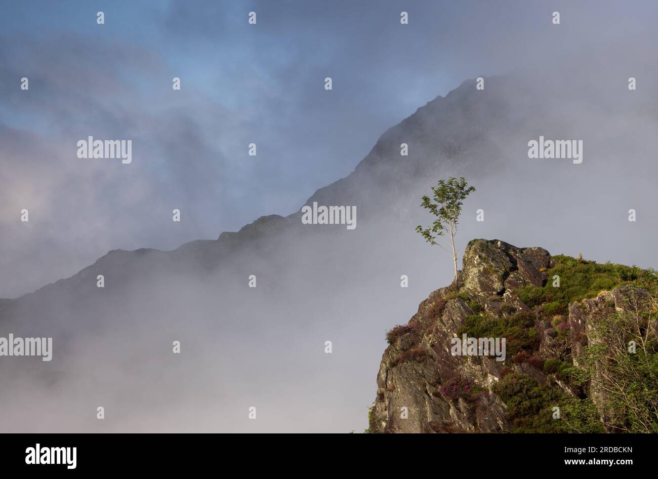 Welsh lonely tree hi-res stock photography and images - Alamy