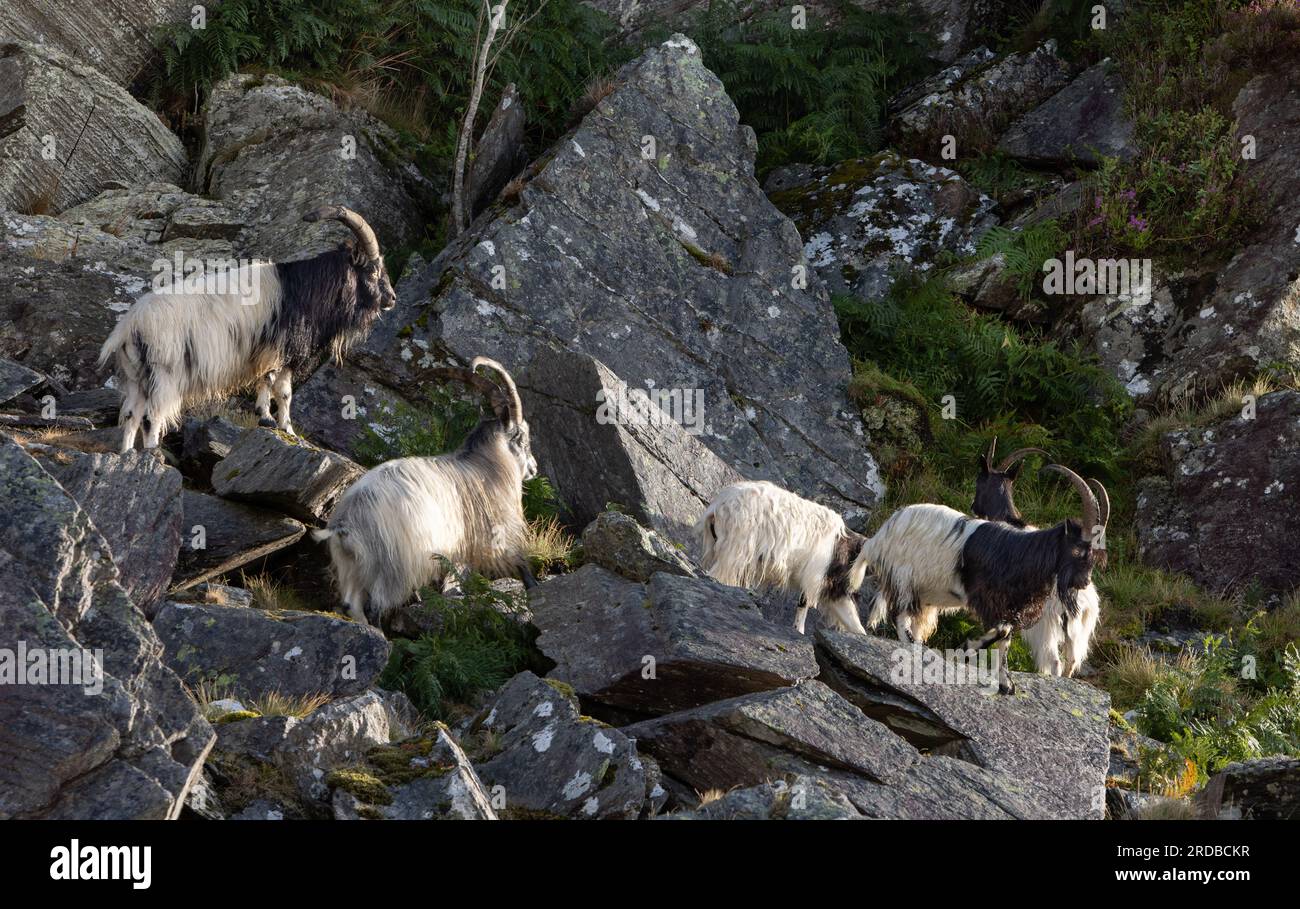 Welsh wild goats hi-res stock photography and images - Alamy