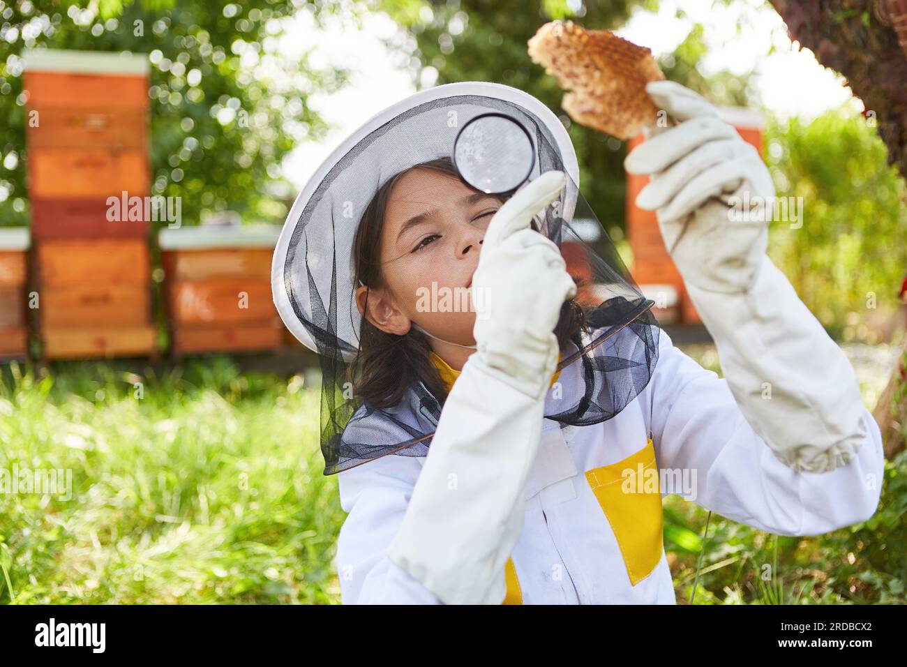Girl learning to be beekeeper with magnifying glass analyzing honeycomb ...