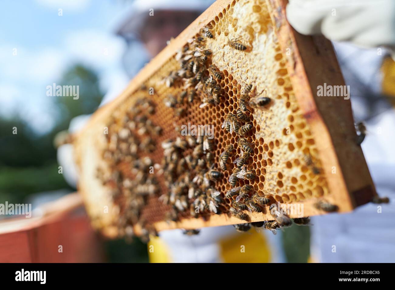 Close-up of bees pollinating on honeycomb frame at beehive in apiary ...