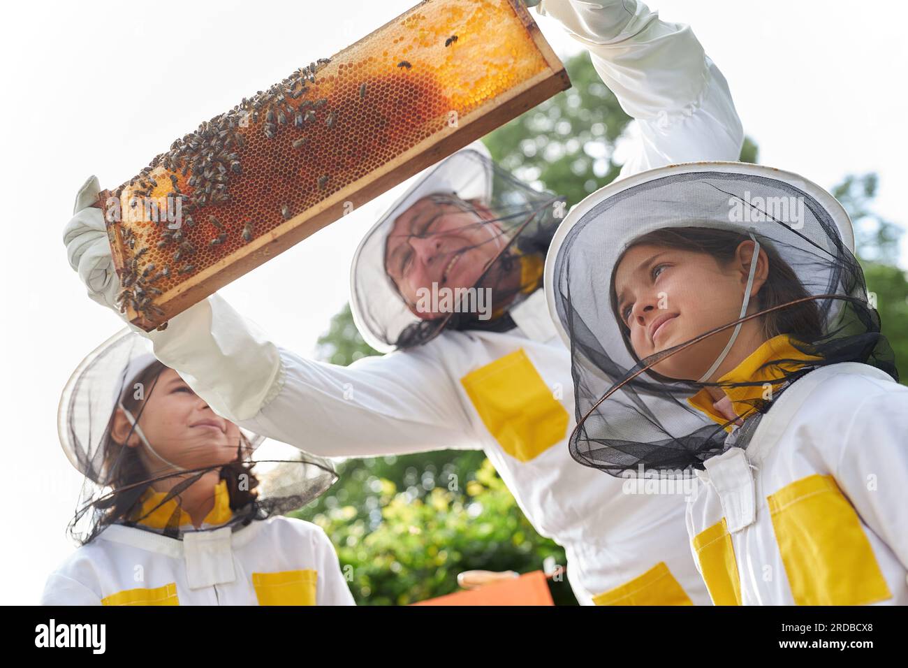 Low angle view of senior male beekeeper teaching about honeycomb frame ...